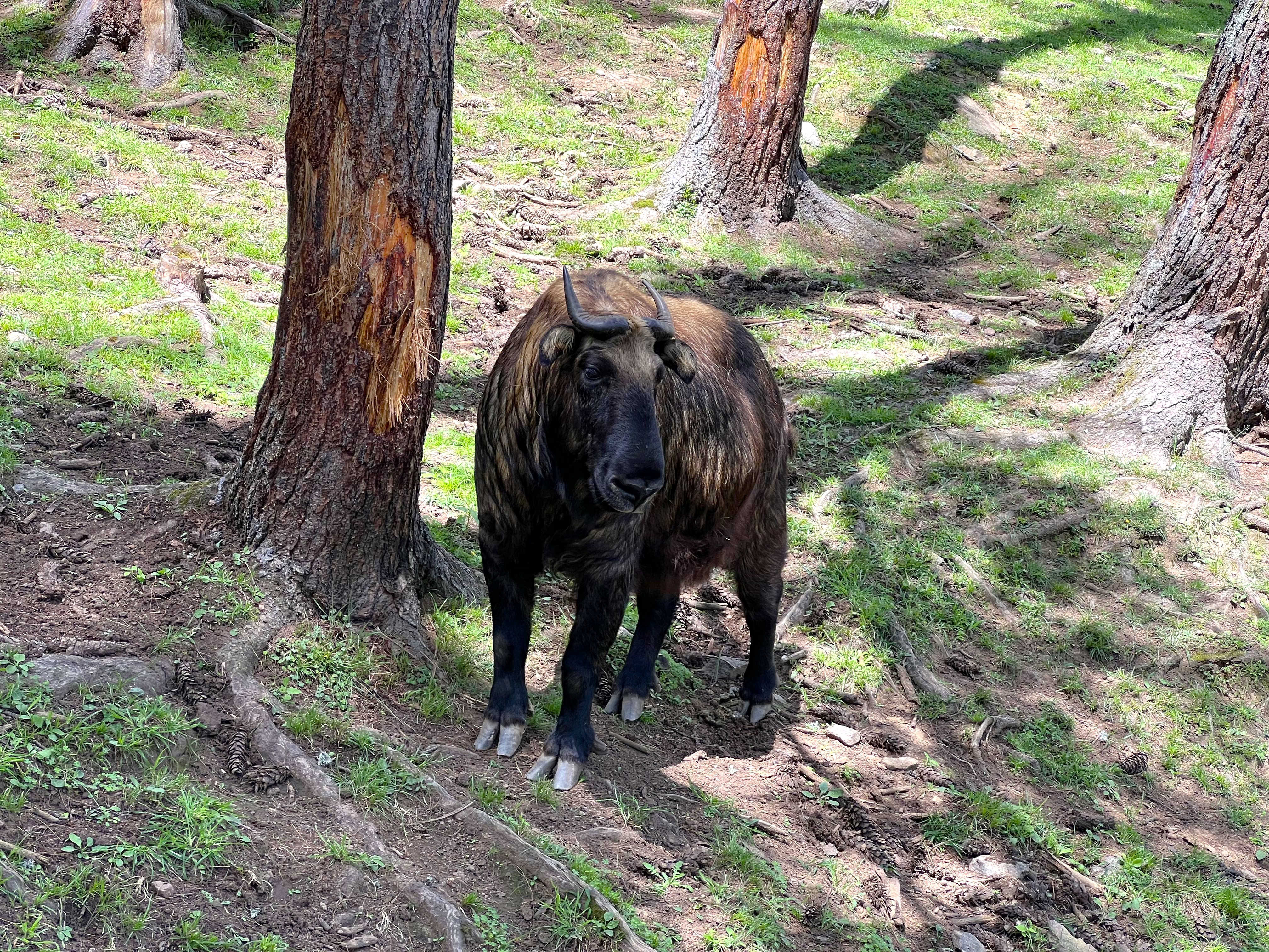 National Tree Of Bhutan - Bhutan Pelyab Tours And Treks