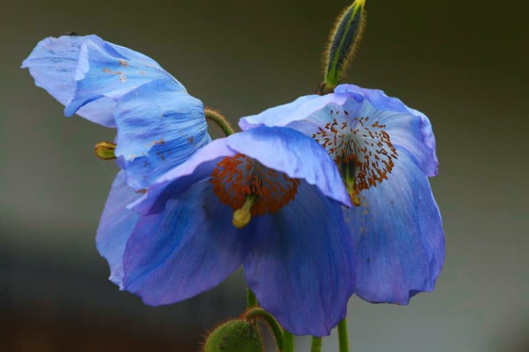 Blue Poppy - The National Flower Of Bhutan - Bhutan Pelyab Tours And Treks